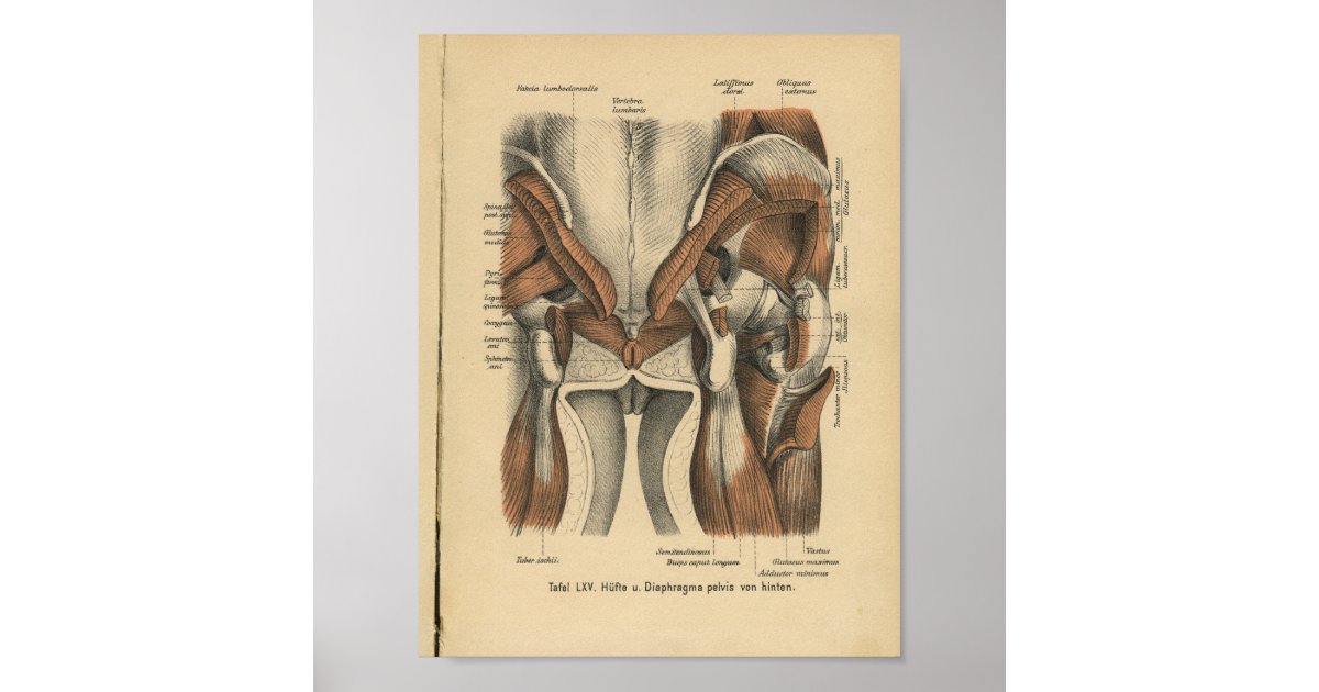 1888 Duitse anatomie print bekkenspieren | Zazzle.nl
