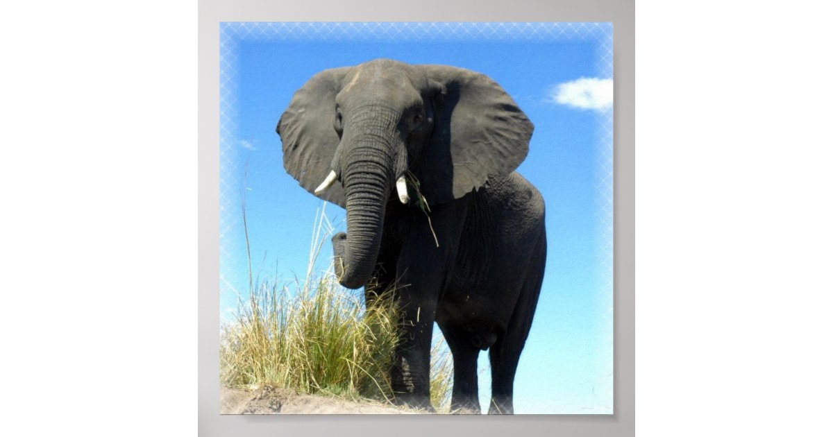 Afdruk van Afrikaanse olifant Poster | Zazzle.nl