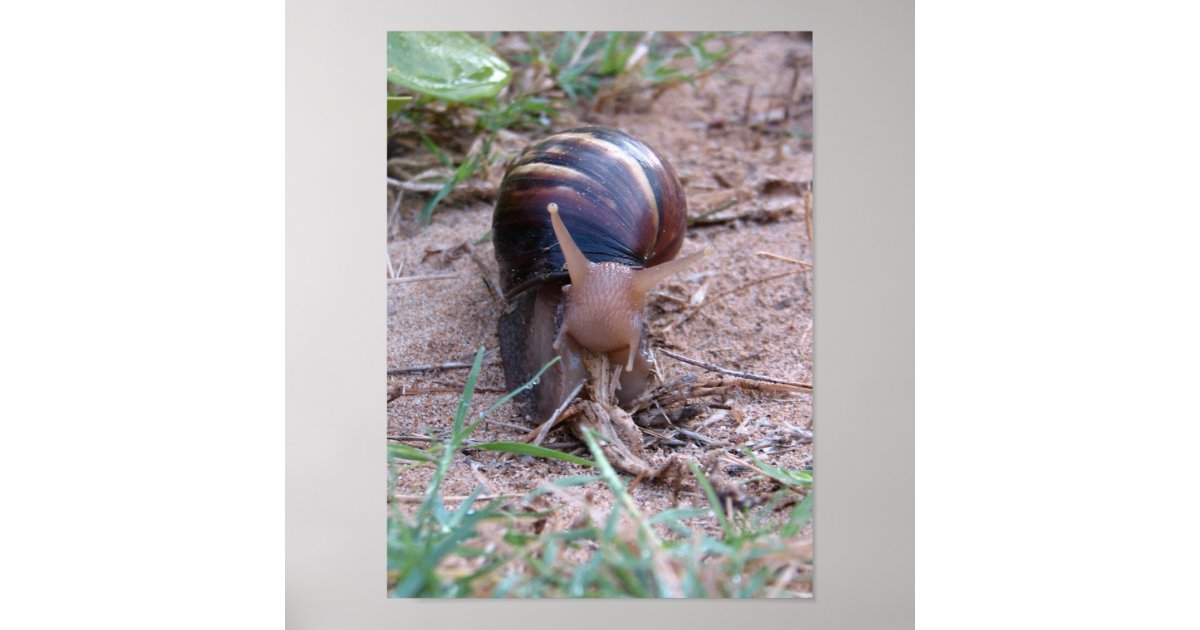 Afrikaanse slak poster | Zazzle.nl