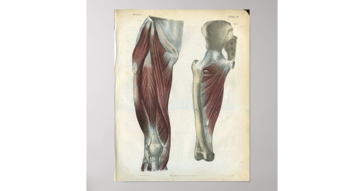 Anatomie Afdrukken Beenspieren en Heup Poster | Zazzle.nl