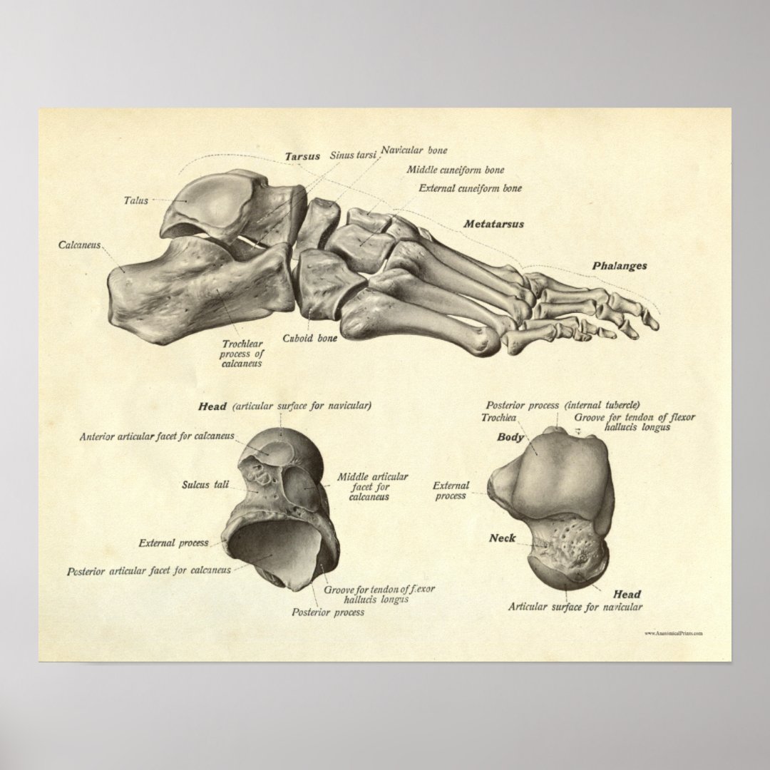 anatomie Afdrukken Botten van voet Poster | Zazzle.nl