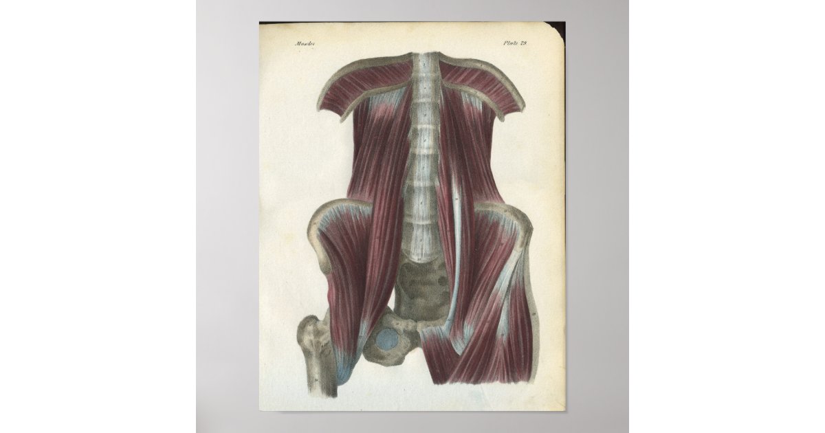 Anatomie Afdrukken buik- en bekkenspieren Poster | Zazzle.nl