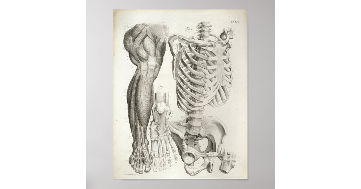 anatomie Afdrukken Skelet Spine Beenspieren Poster | Zazzle.nl