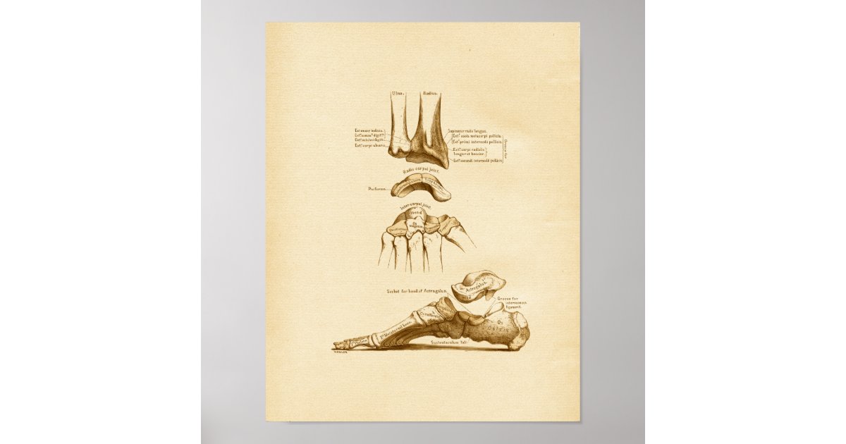 anatomie Illustratie van de Botten van de pols Poster | Zazzle.nl