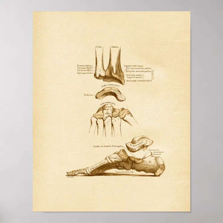 anatomie Illustratie van de Botten van de pols Poster | Zazzle.nl