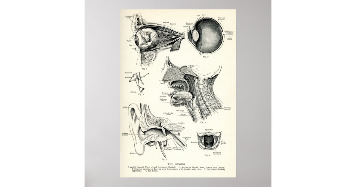 Anatomie - menselijke zintuigen poster | Zazzle.nl