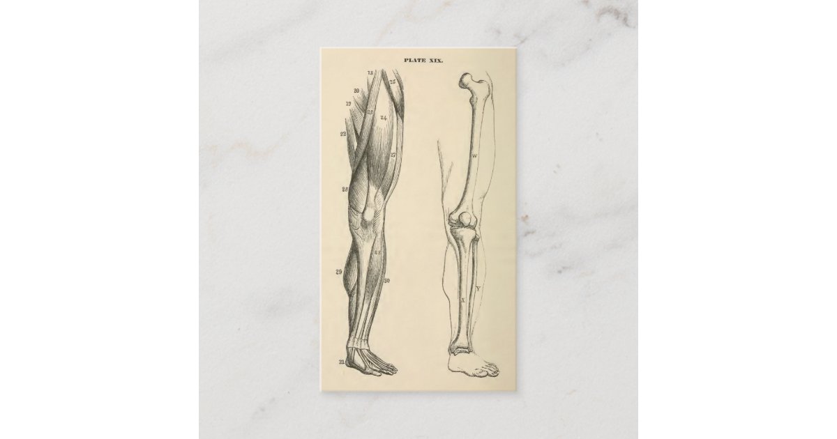 anatomie | Spieren en Botten van de been Visitekaartje | Zazzle.nl