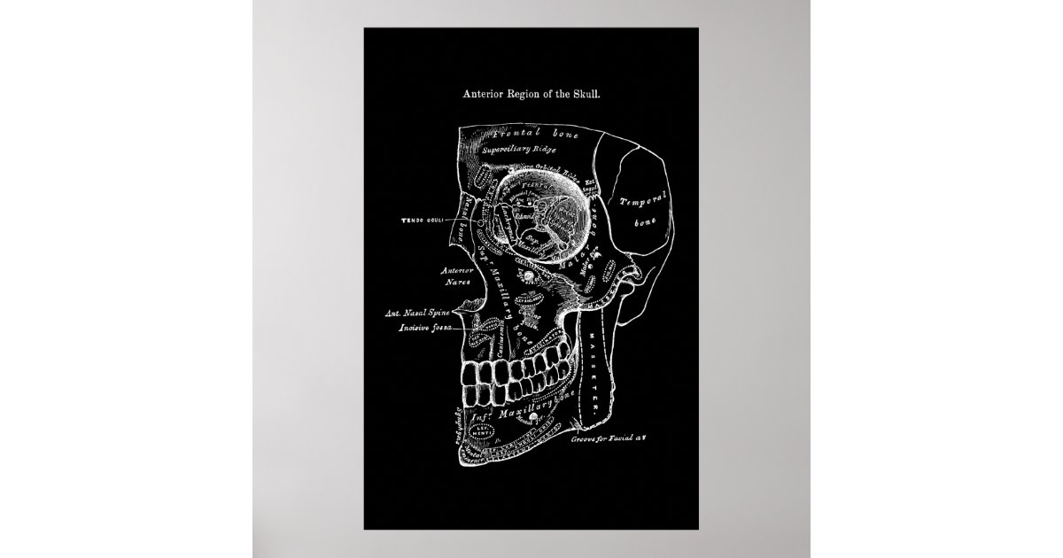Anatomie van de Anterior-regio Cranium Poster | Zazzle.nl