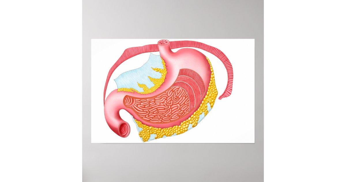 Anatomie van de menselijke maag poster | Zazzle.nl