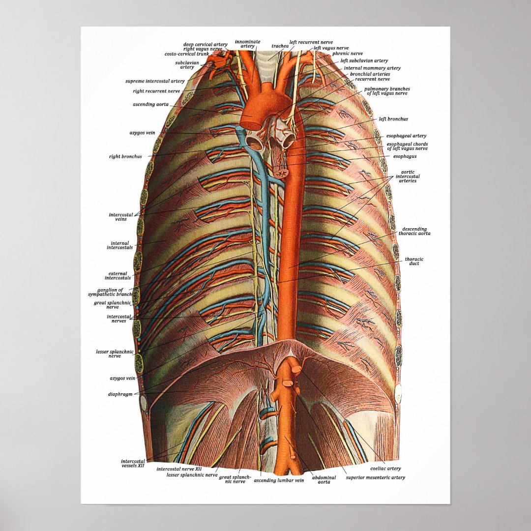 Anatomie van de ribben en Thorax Poster | Zazzle.nl