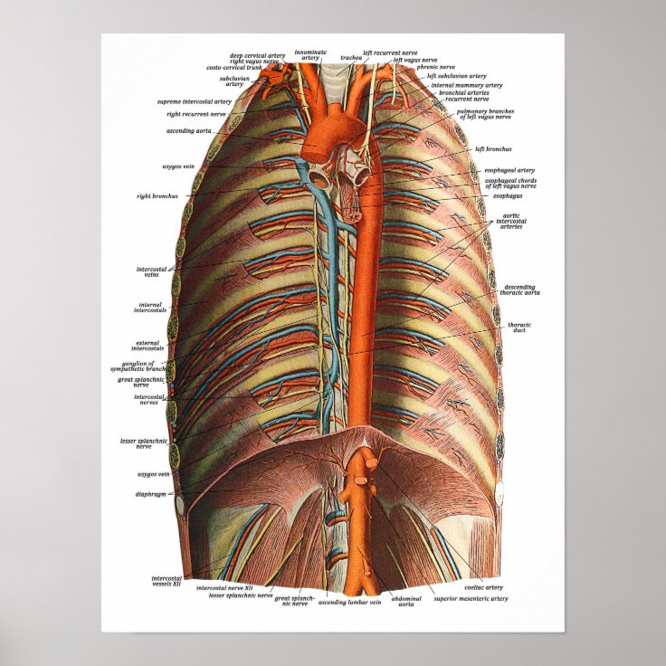 Anatomie van de ribben en Thorax Poster | Zazzle.nl