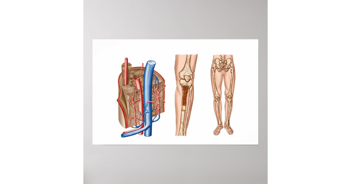 Anatomie van het beenmerg poster | Zazzle.nl