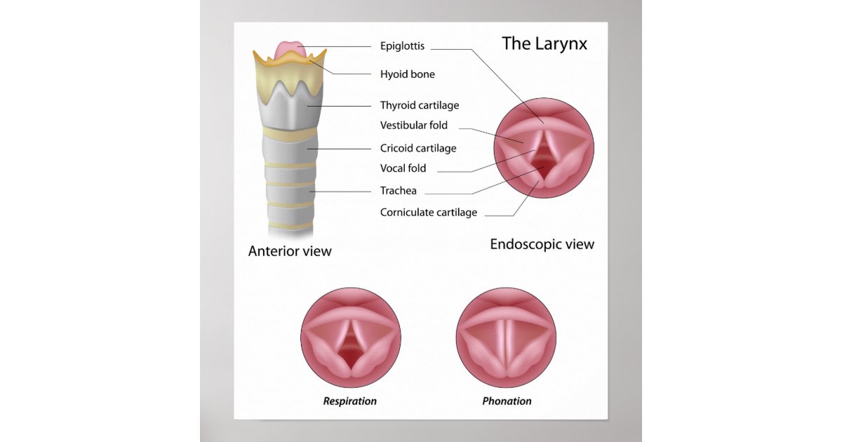 Anatomie van het larynxPoster Poster | Zazzle.nl