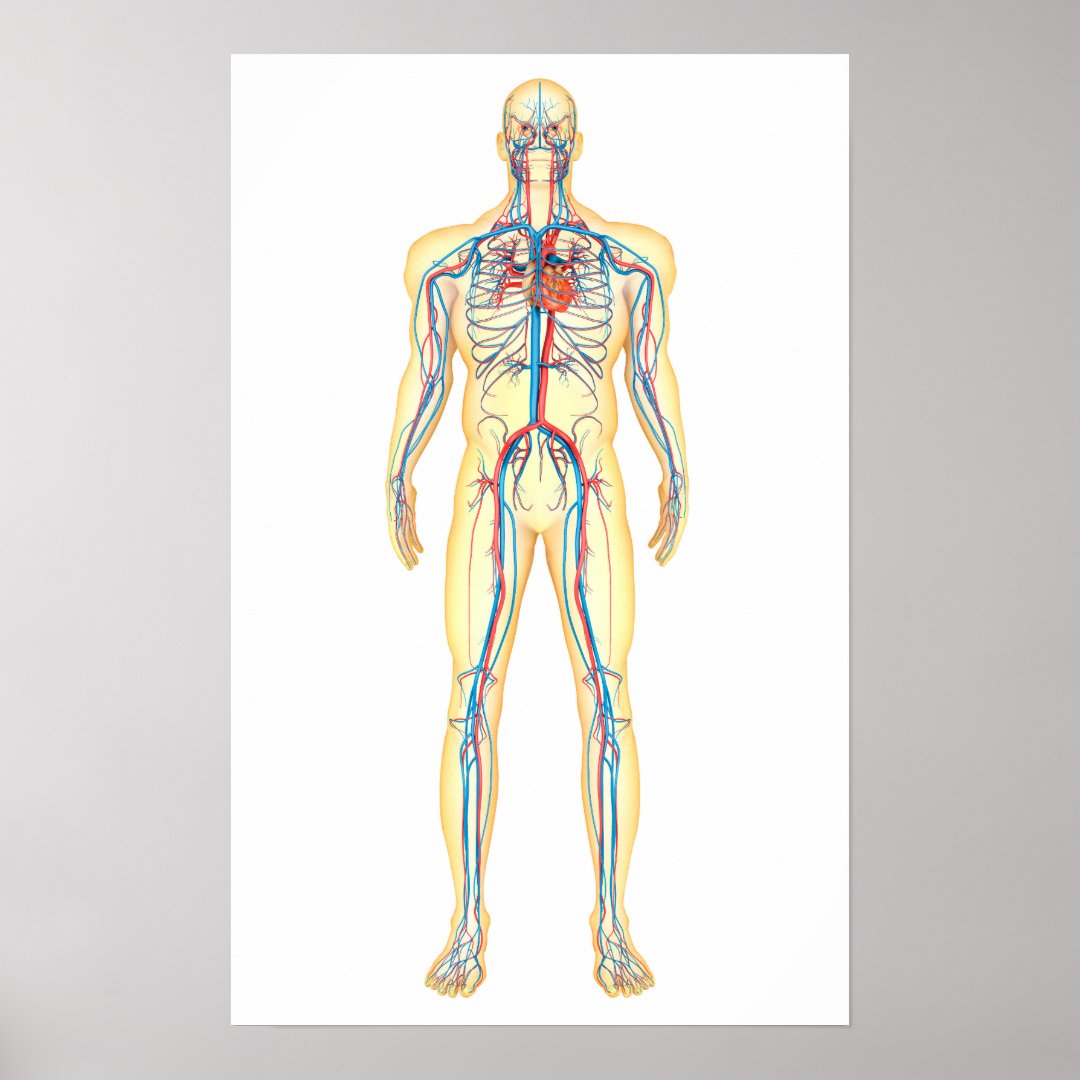 Anatomie van het menselijk lichaam en bloedsomloop poster | Zazzle.nl