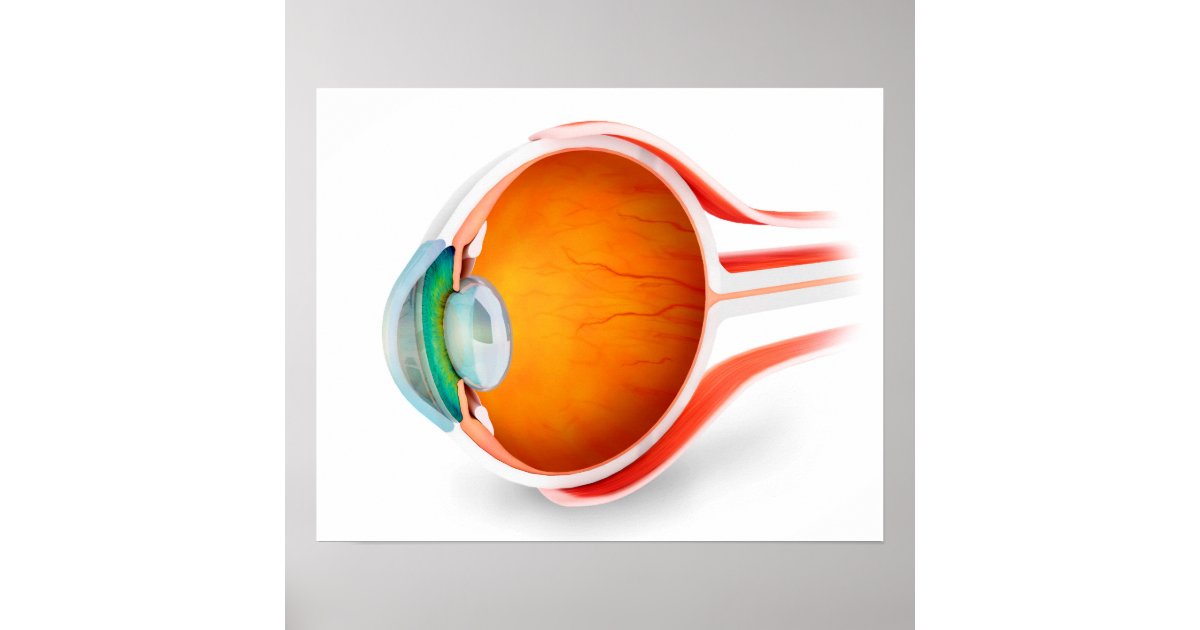 Anatomie van het menselijk oog, perspectief poster | Zazzle.nl