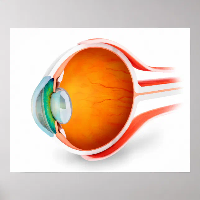 Anatomie van het menselijk oog, perspectief poster | Zazzle.nl