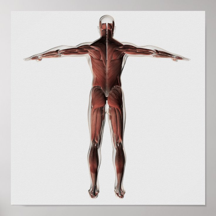 Anatomie van het spierstelsel van mannen, posterio poster | Zazzle.nl