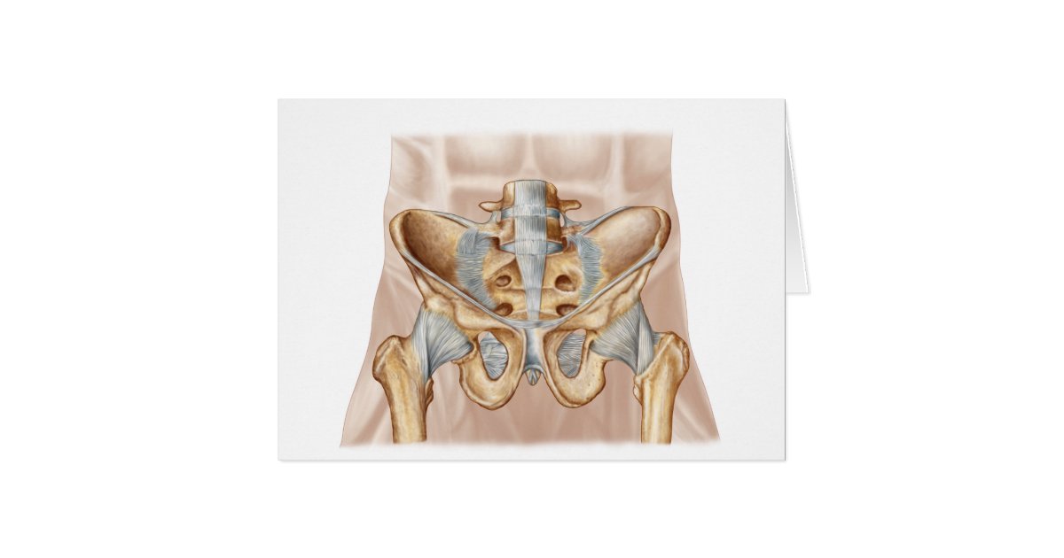 Anatomie van humaan bekkenbeen en ligamenten | Zazzle.nl