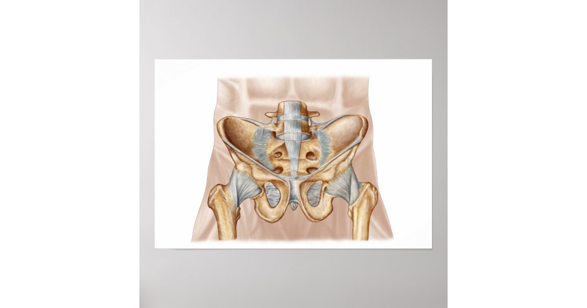 Anatomie van humaan bekkenbeen en ligamenten poster | Zazzle.nl