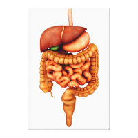 Spijsvertering Posters en afdrukken | Zazzle.nl