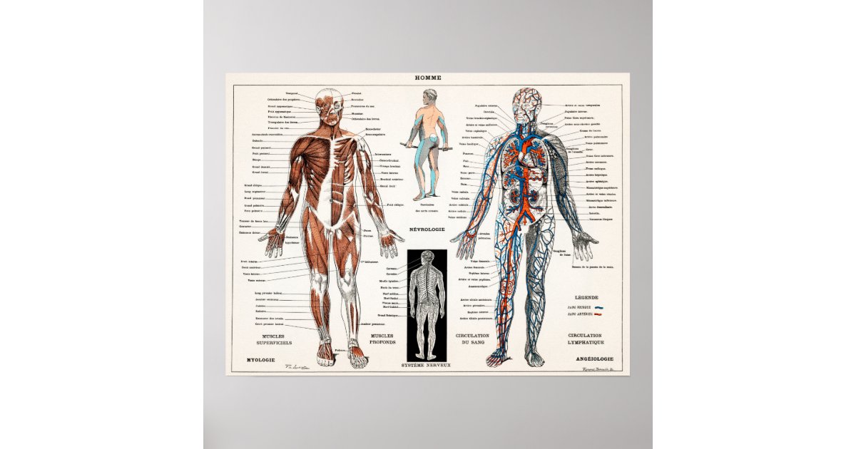 Antiek medisch anatomisch anatomisch diagram Poster | Zazzle.nl