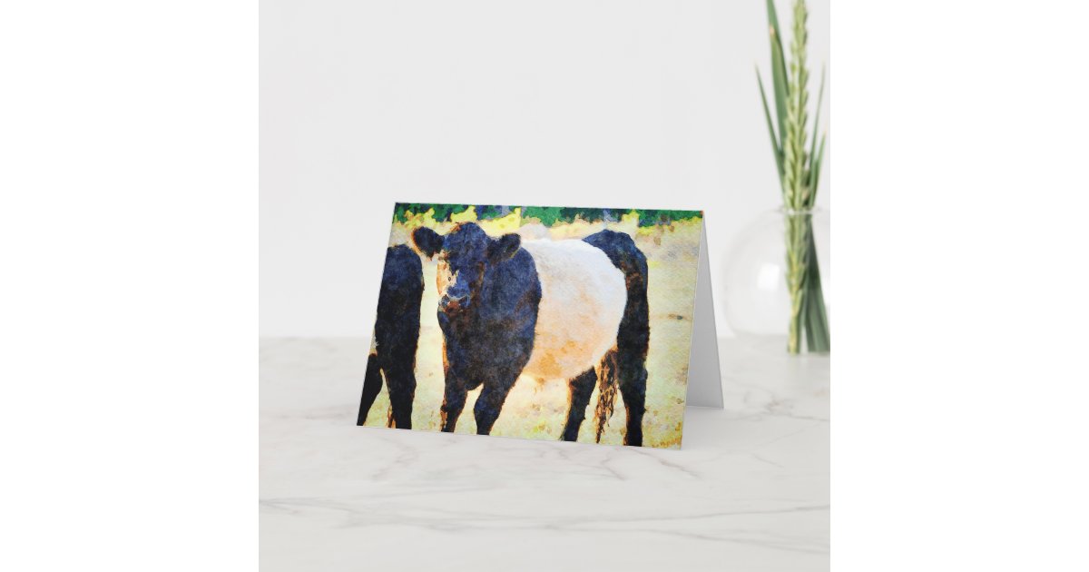Beltie Koe Waterverf schilderen Belted Galloway Ar Kaart | Zazzle.nl