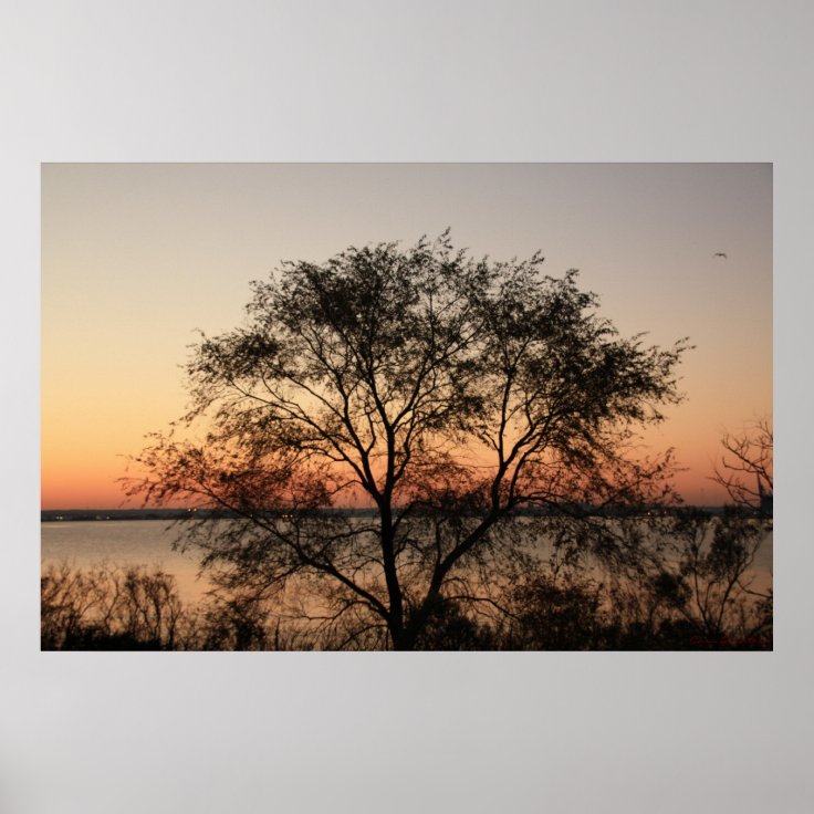 Big Tree-Poster Poster | Zazzle.nl