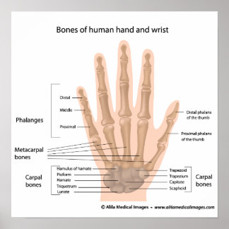 Hand Diagram Posters, Hand Diagram Afdrukken, Kunst Hand Diagram Afdrukken