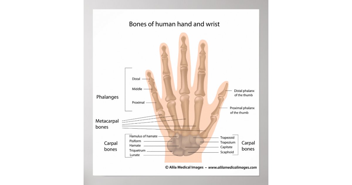 Botten van de hand, voorzien van een schema. poster | Zazzle.nl