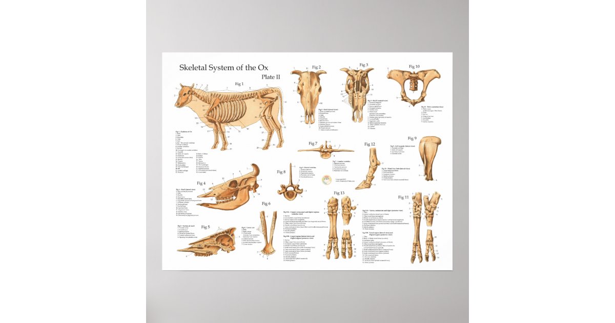 Bovine Cow Skeletal Anatomy Poster | Zazzle.nl
