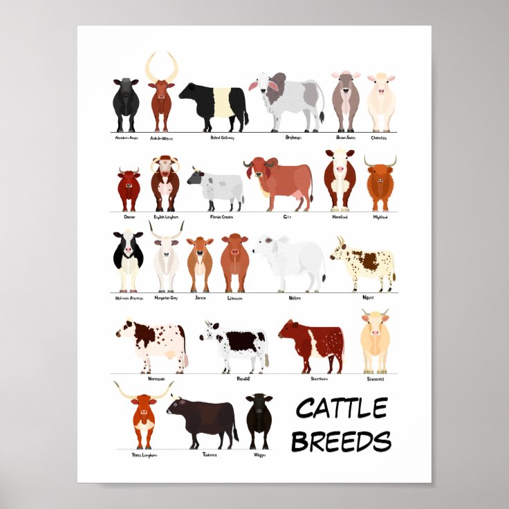 cattle breeds chart poster | Zazzle.nl