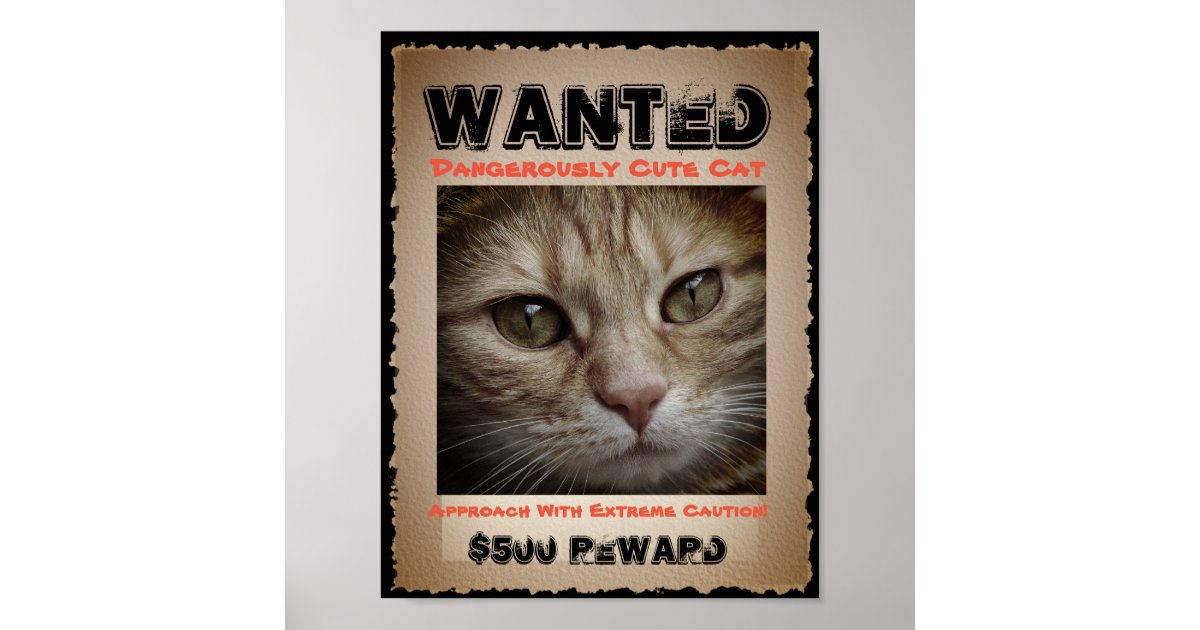 Cute Funny Cat Wanted Afbeelding Poster | Zazzle.nl