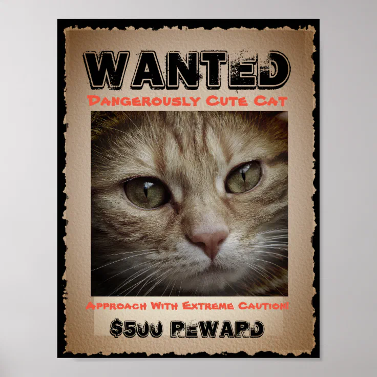 Cute Funny Cat Wanted Afbeelding Poster | Zazzle.nl