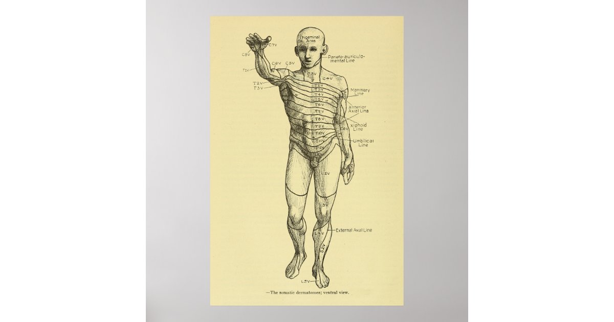 Dermatomes Zenuwstelsel Grafiek Chiropraktijk Poster | Zazzle.nl