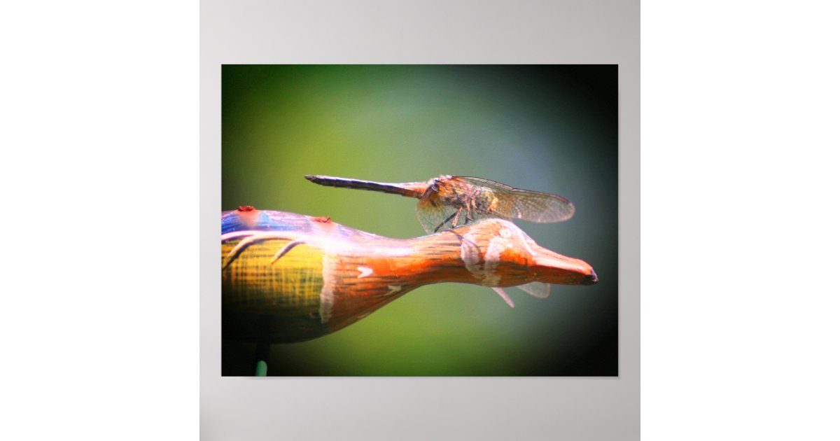Dragonfly Co Pilot Insect Poster | Zazzle.nl