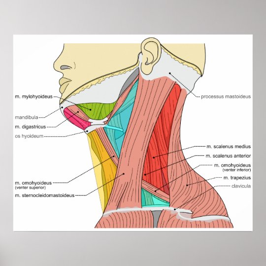 Driehoeken van de halsspieren Anatomisch diagram Poster | Zazzle.nl