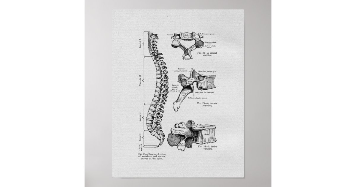 druk van ruggengraat en wervels poster | Zazzle.nl