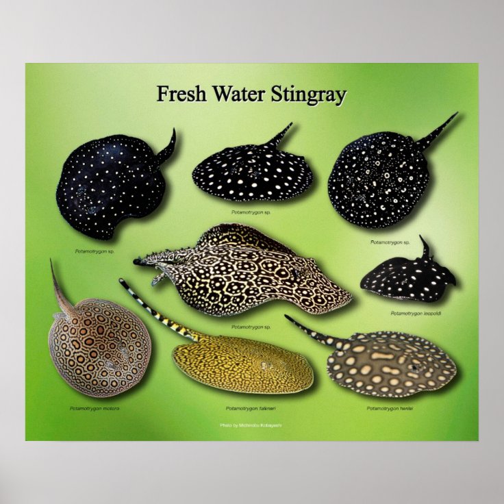 Fresh Water Stingray のポスター Poster | Zazzle.nl