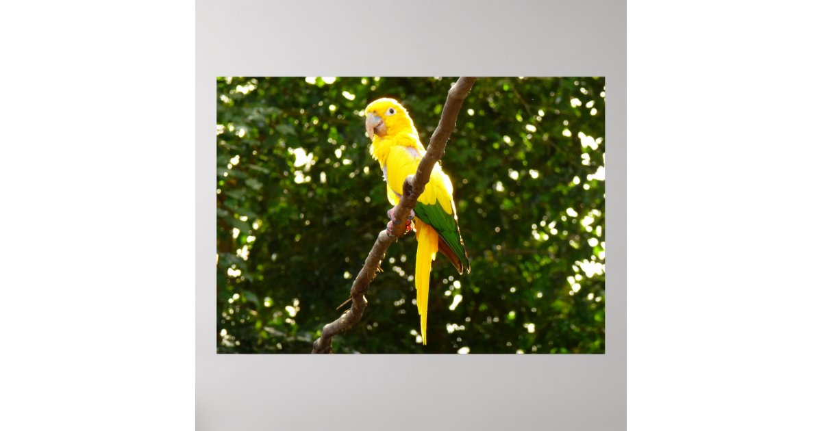Gele papegaai poster | Zazzle.nl