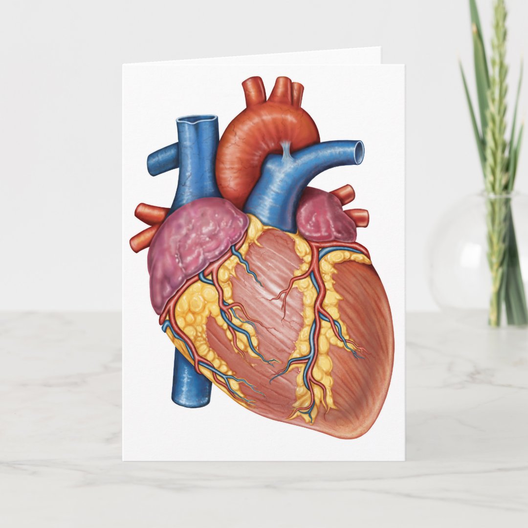 Gross Anatomy Of The Human Heart Kaart | Zazzle.nl