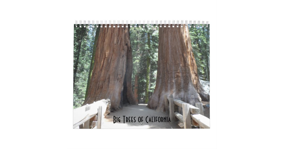 Grote Bomen van Californië 2024 Kalender | Zazzle.nl