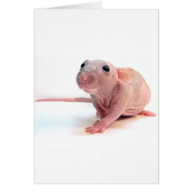 Hairless Rat Rat Guide | Au Naturel Rattery