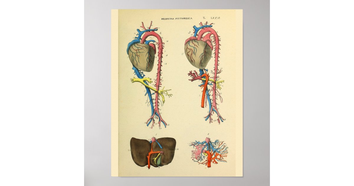 Hart Aorta Anatomie Art Afdrukken Poster | Zazzle.nl