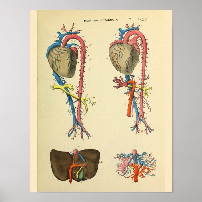 Hart Aorta Anatomie Art Afdrukken Poster | Zazzle.nl