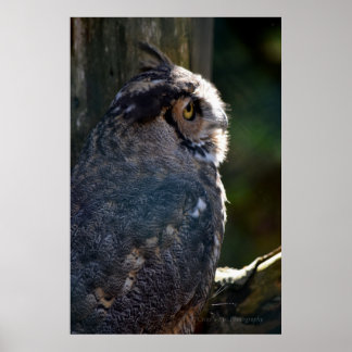 Uil Posters, Uil Afdrukken, Kunst Uil Afdrukken