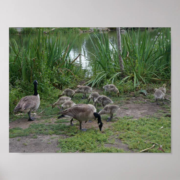 Het Poster van ganzen en van Gansjes | Zazzle.nl
