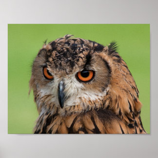 Uil Posters, Uil Afdrukken, Kunst Uil Afdrukken