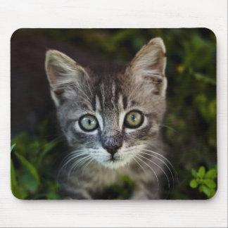 Katten Muismat en Katten Muismatten