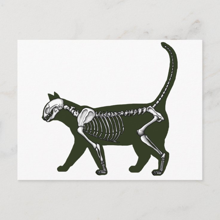 Kat Skeleton Briefkaart | Zazzle.nl