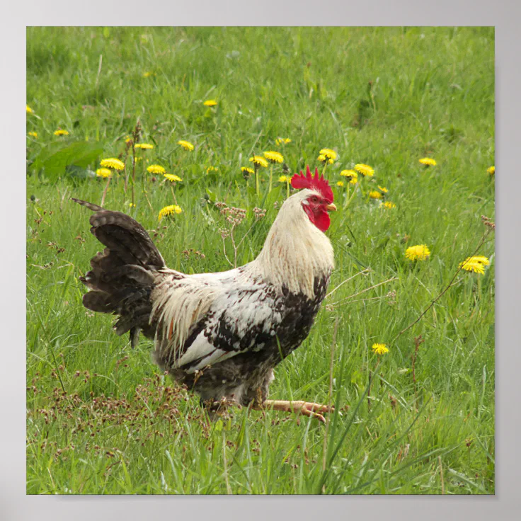 kip, haan, dier, vogel, boerderij, landbouw, poster | Zazzle.nl